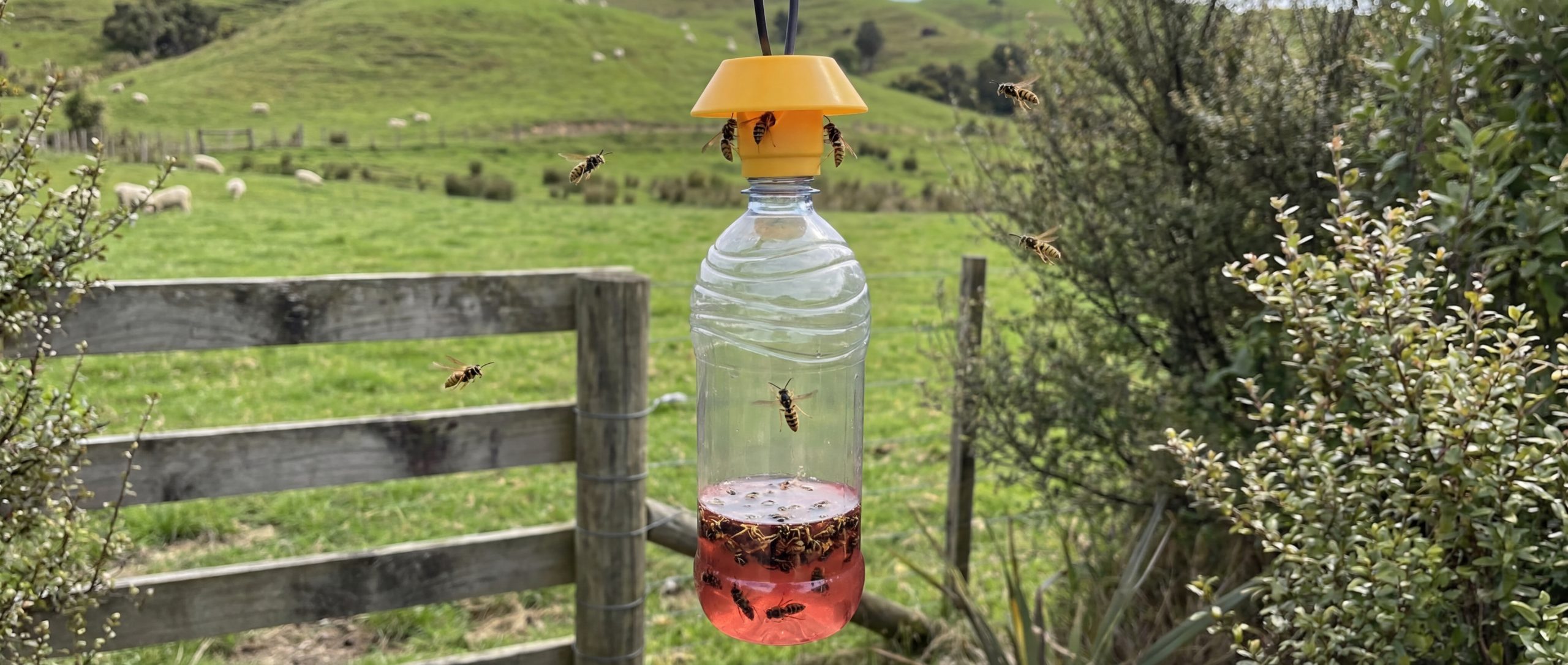 Bee Safe Wasp Trap | NZ-Wide Delivery | Bulk Order Discounts